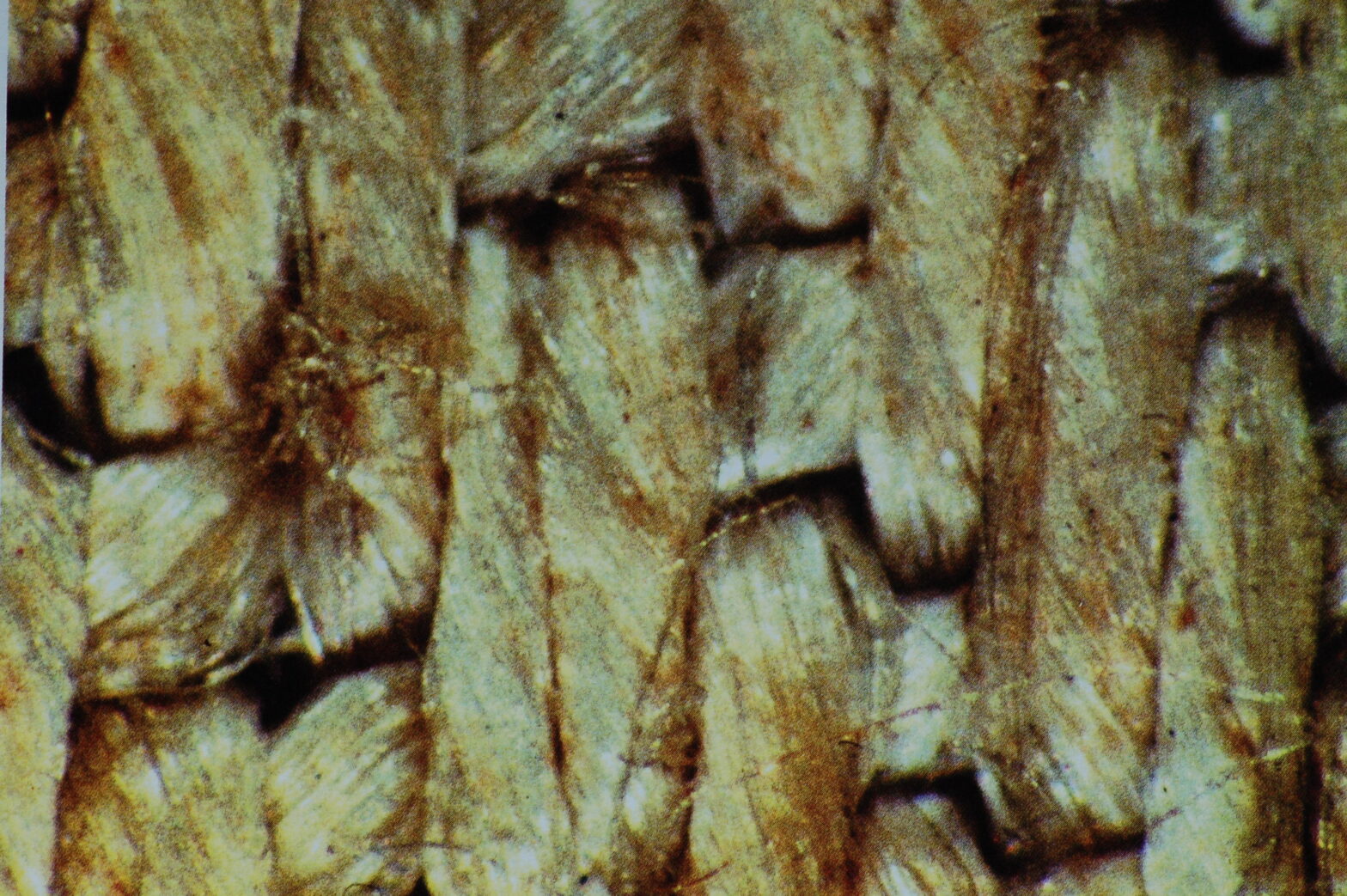 Image Qualities of the Shroud of Turin – Shroud3d